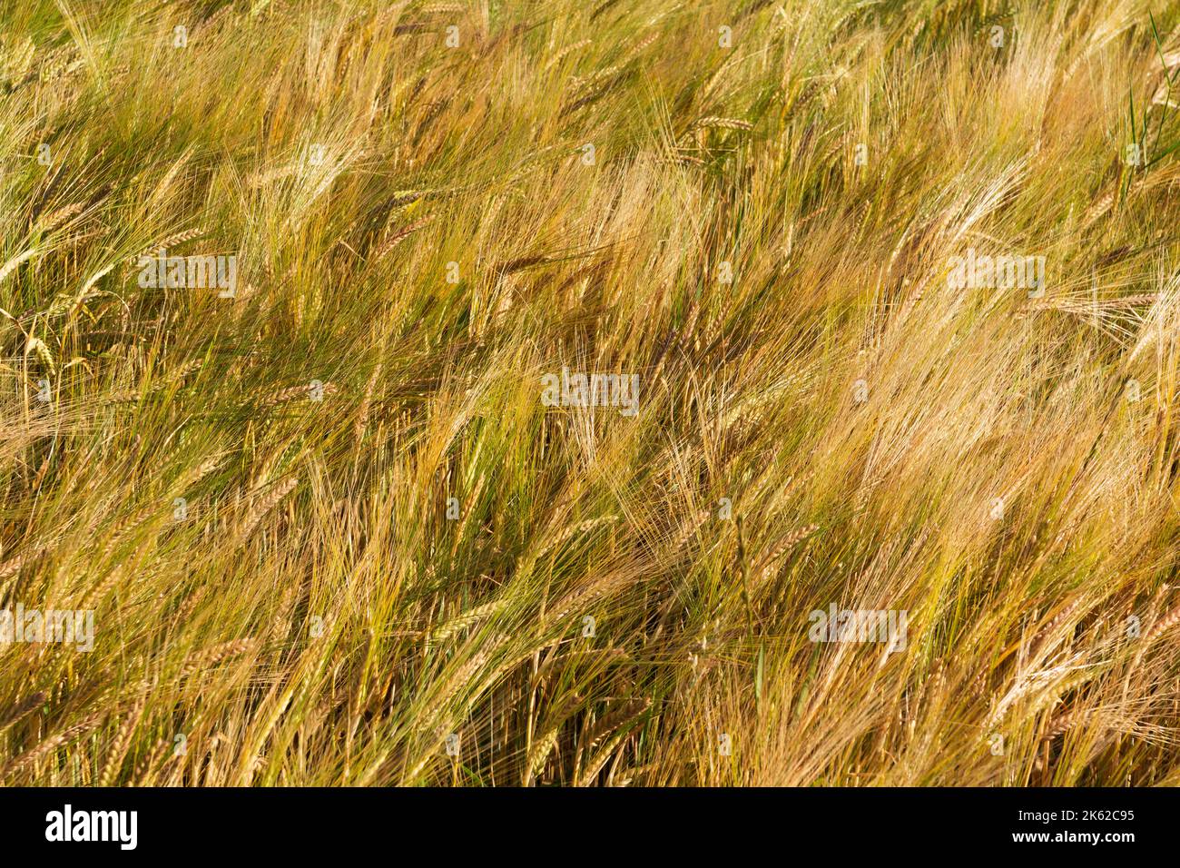 Grain husk hi-res stock photography and images - Alamy