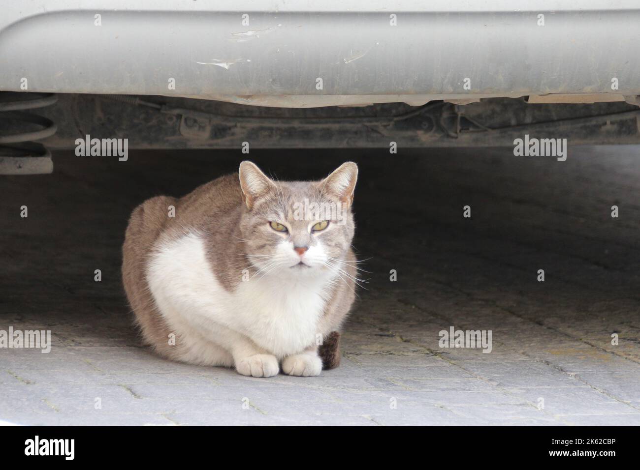 Faune italie hi-res stock photography and images - Alamy