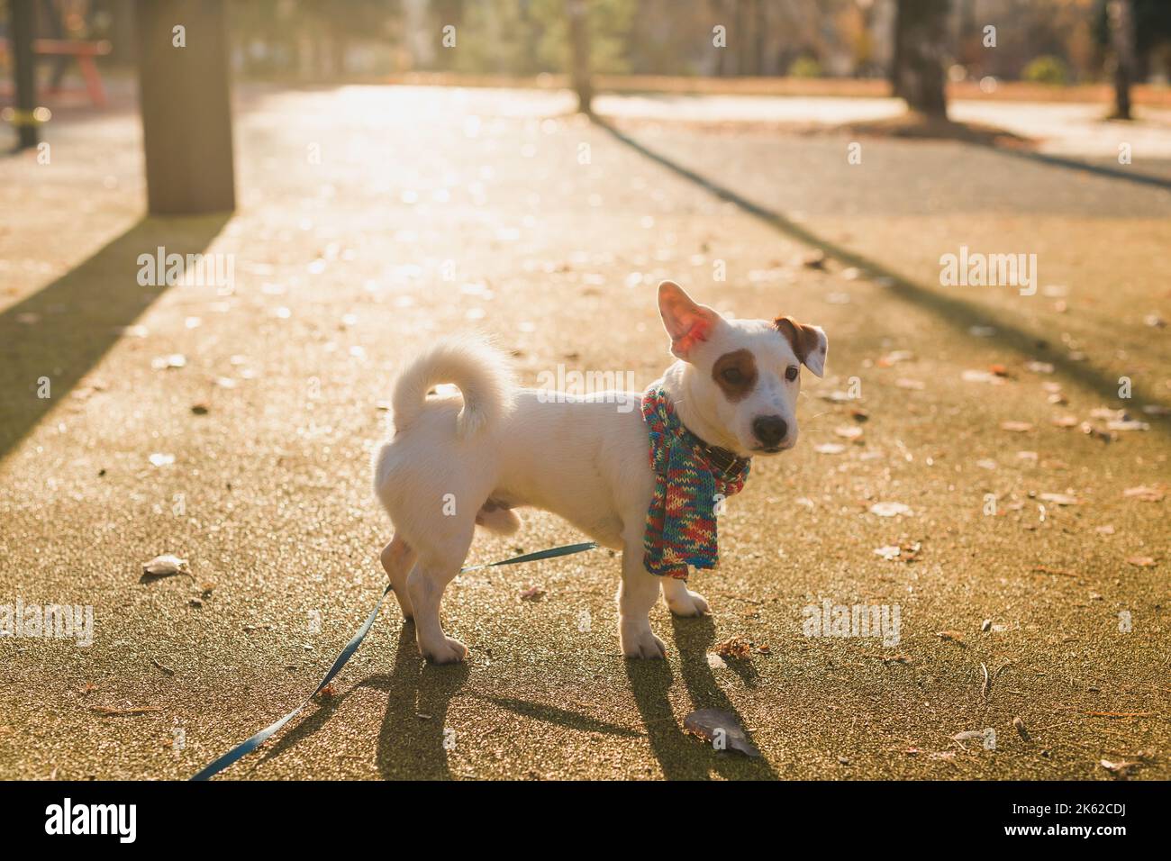 Adorable Jack Russell Terrier outdoors. Portrait of a little dog Stock ...