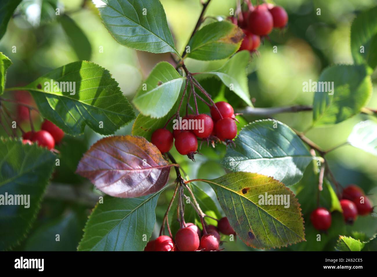 Close up fruits berries hi-res stock photography and images - Alamy