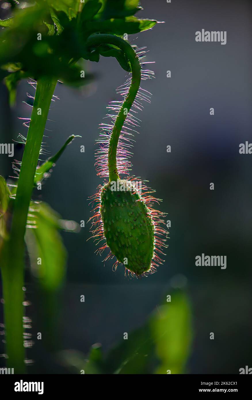 Shot to remember hi-res stock photography and images - Alamy