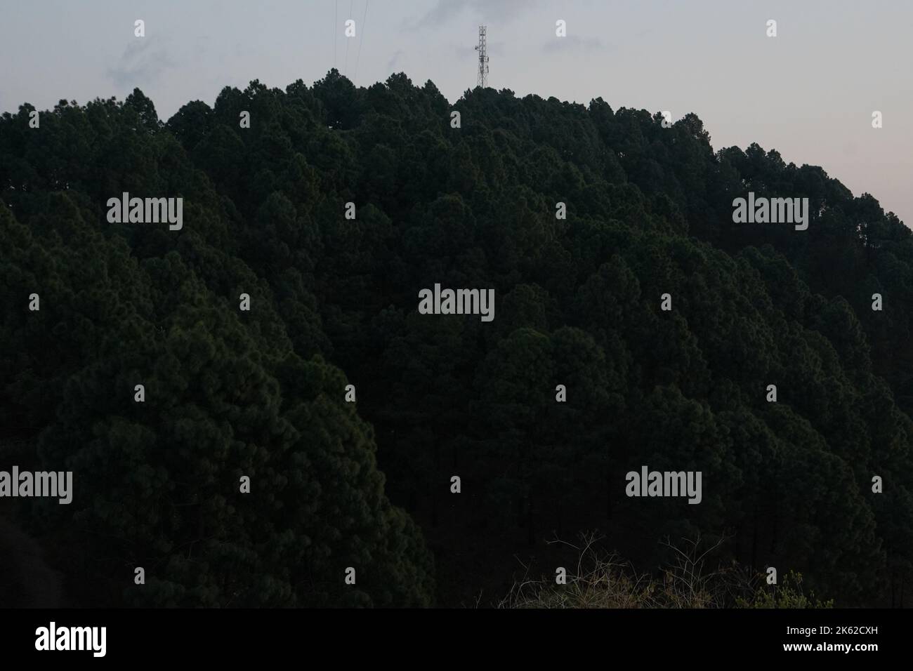 A forest with green tall trees and a satellite tower background Stock ...