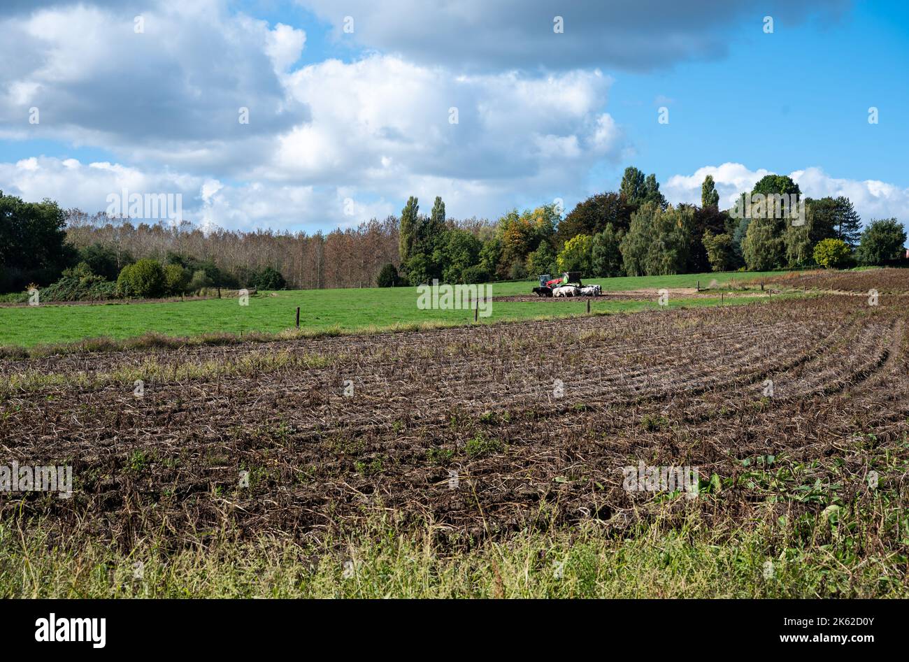 Farmer with his cattle at a cropped land, Asse, Belgium Stock Photo - Alamy