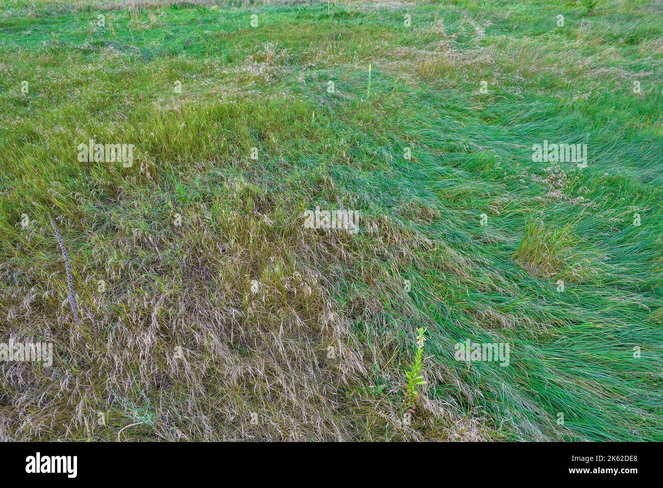 Sunny grass texture on lawn hi-res stock photography and images - Alamy
