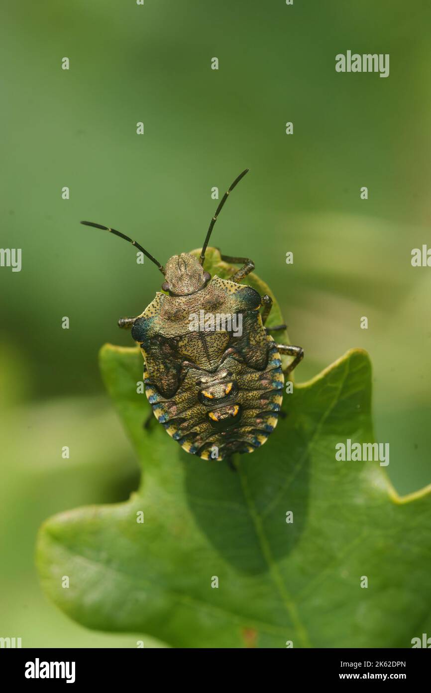 Closeup on a brown instar nymph of the Forest shieldbug, Pentatoma ...