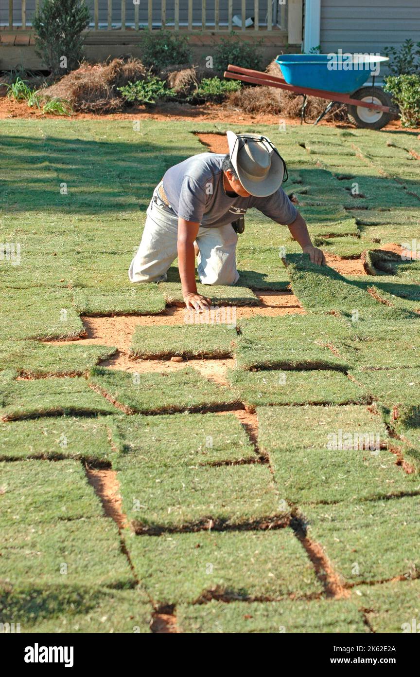 Putting grass sod lawns on new home building sites done by latino ...