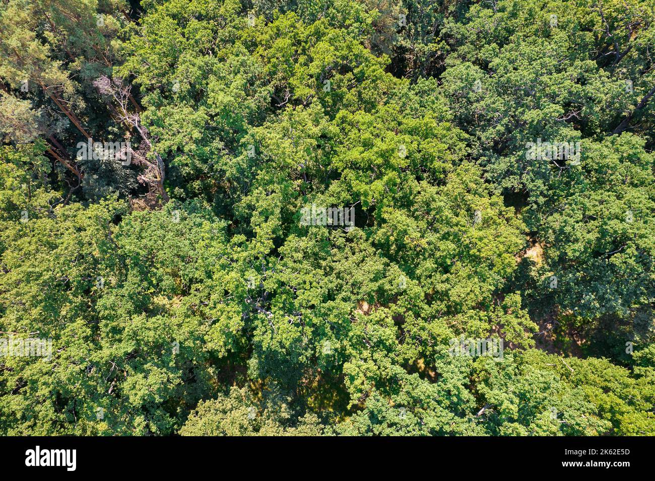 Aerial top view deciduous forest hi-res stock photography and images ...