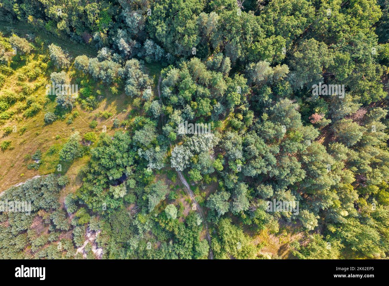 Drone view of the summer deciduous oak and pine forest from above Stock ...