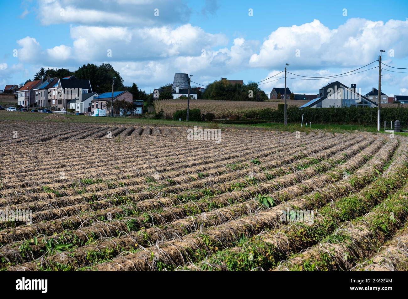 Asse, Flemish Brabant, Belgium, 10 08 2022 - Cropped agriculture fields ...
