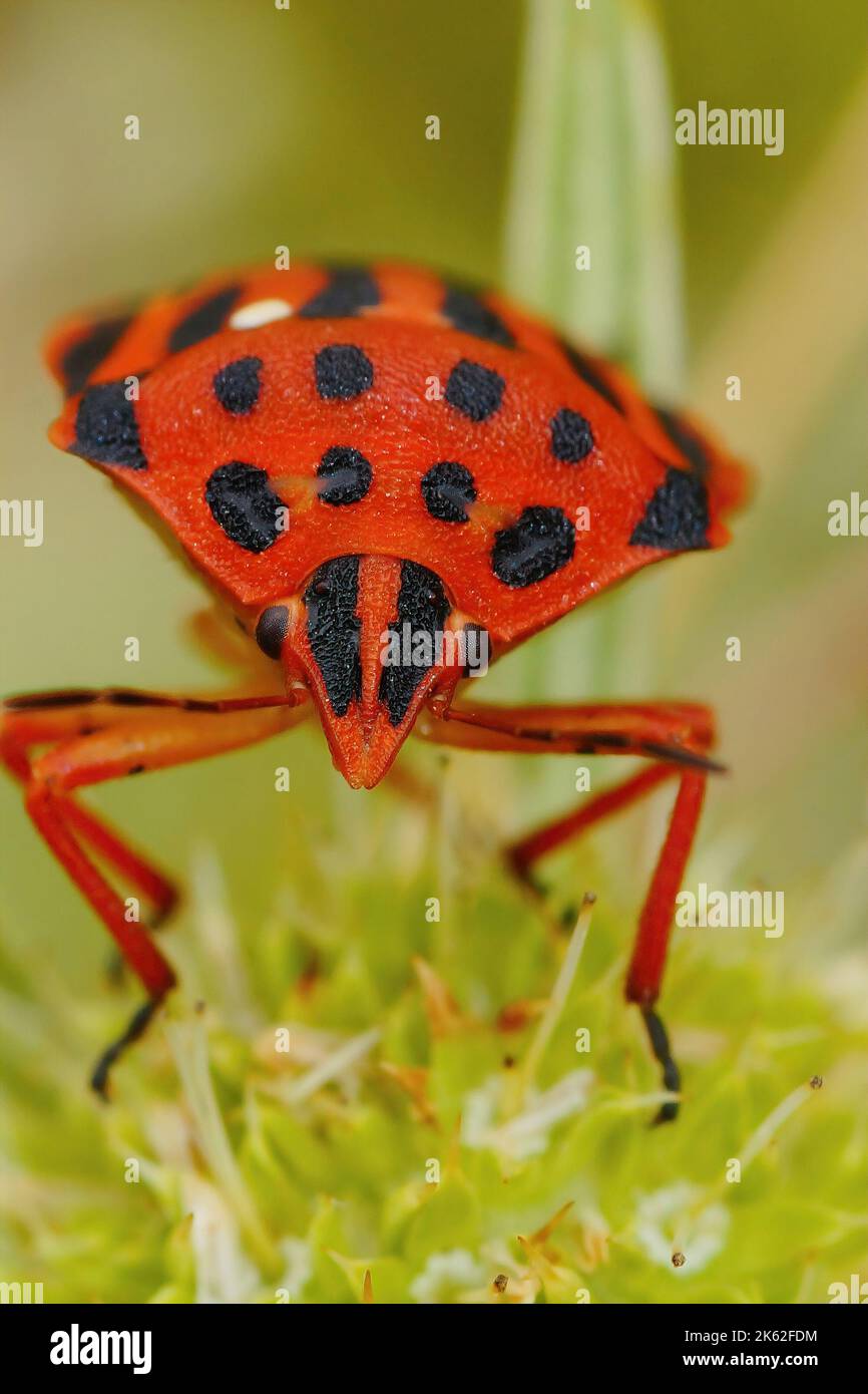 Frontal closeup of a colorful Mediterranean brilliant red shieldbug ...