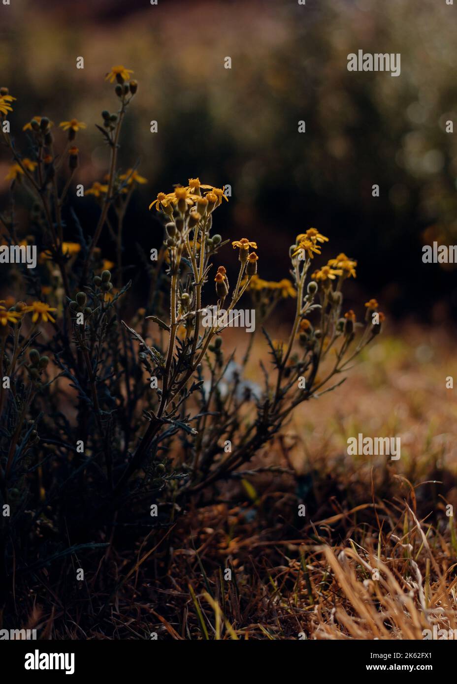 A vertical shot of half-dried Senecio pinnatifolius flowers in a meadow ...