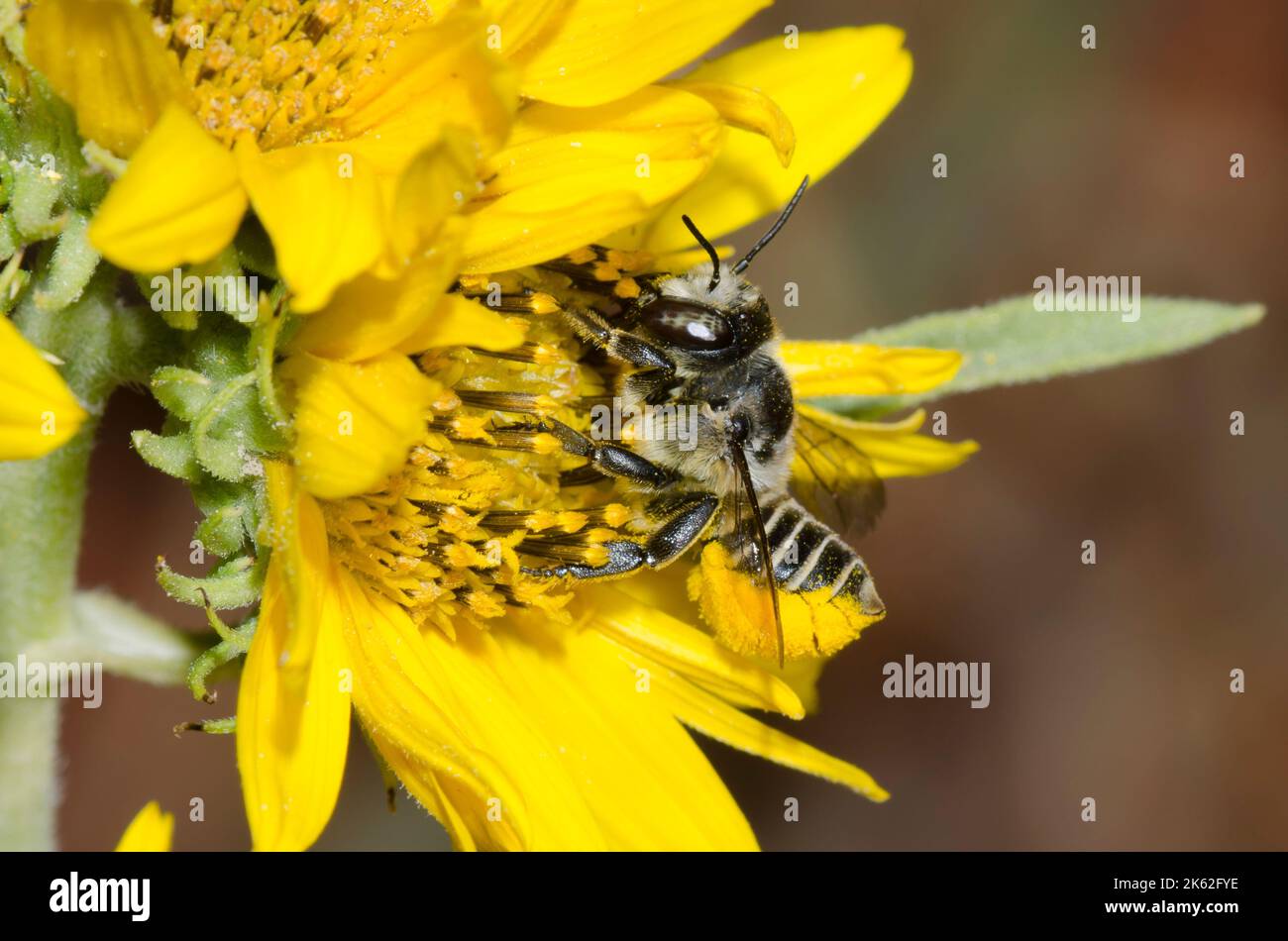 Leafcutter Bee, Megachile sp., foraging on Maximilian sunflower ...