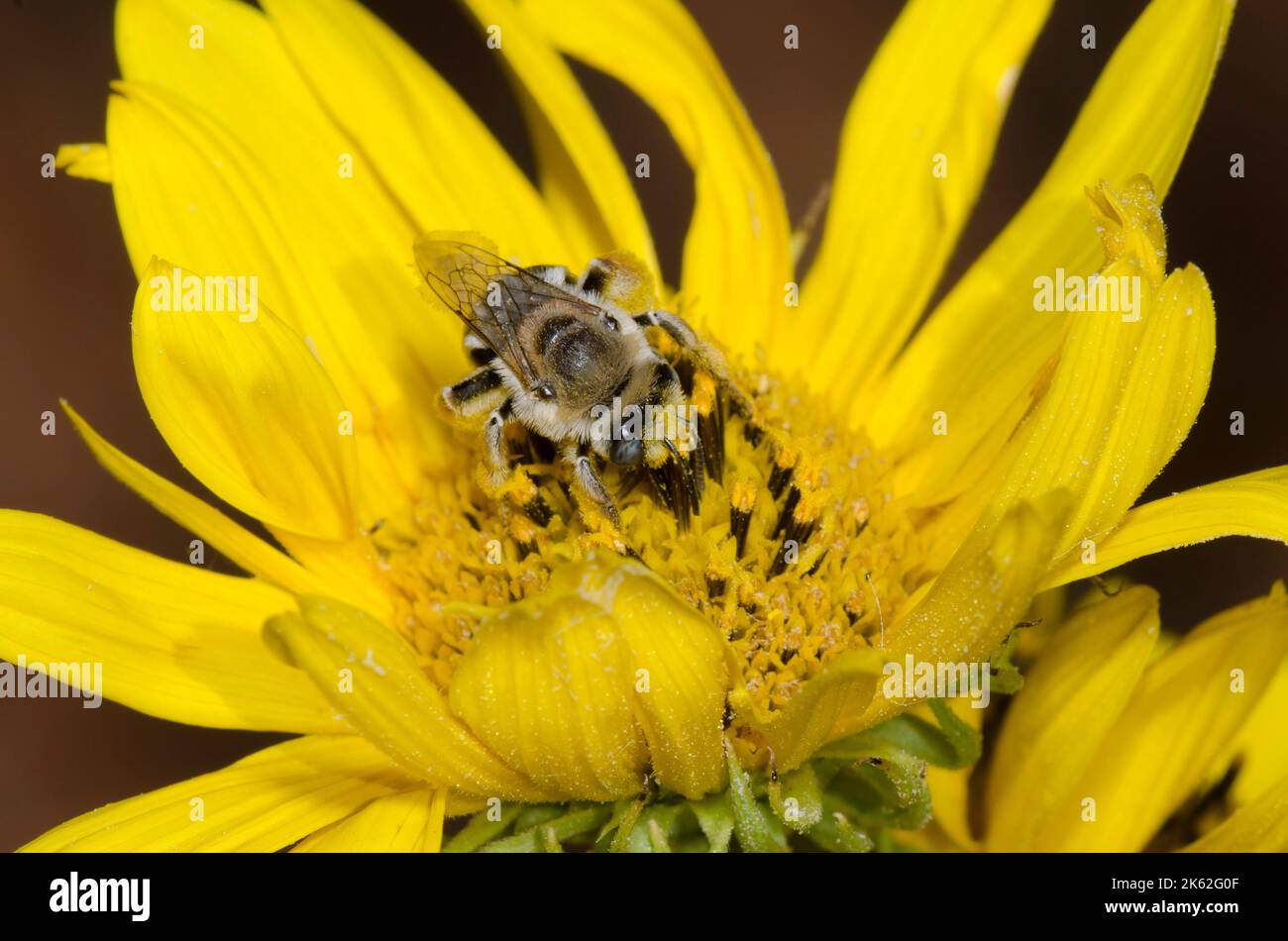 Eucerini hi-res stock photography and images - Alamy