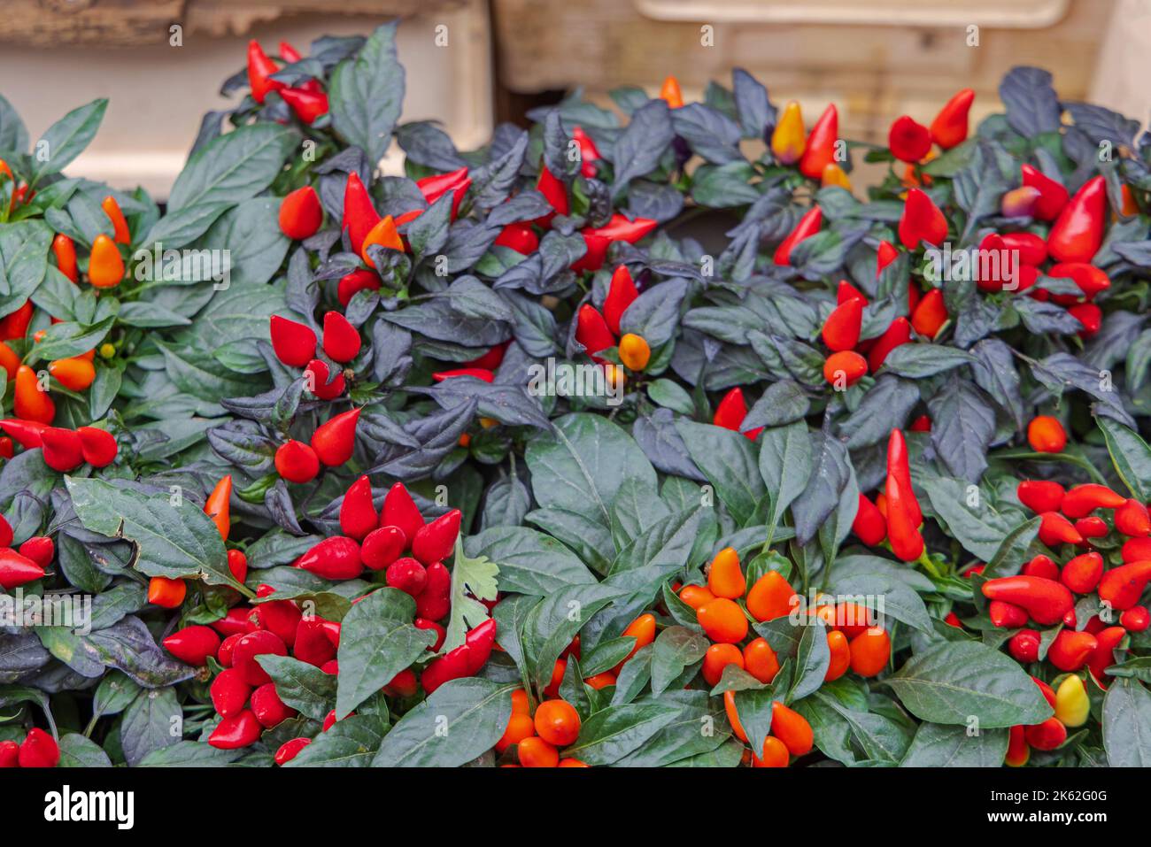 Big Bunch of Red Hot Chilli Vegetables Plants Stock Photo - Alamy
