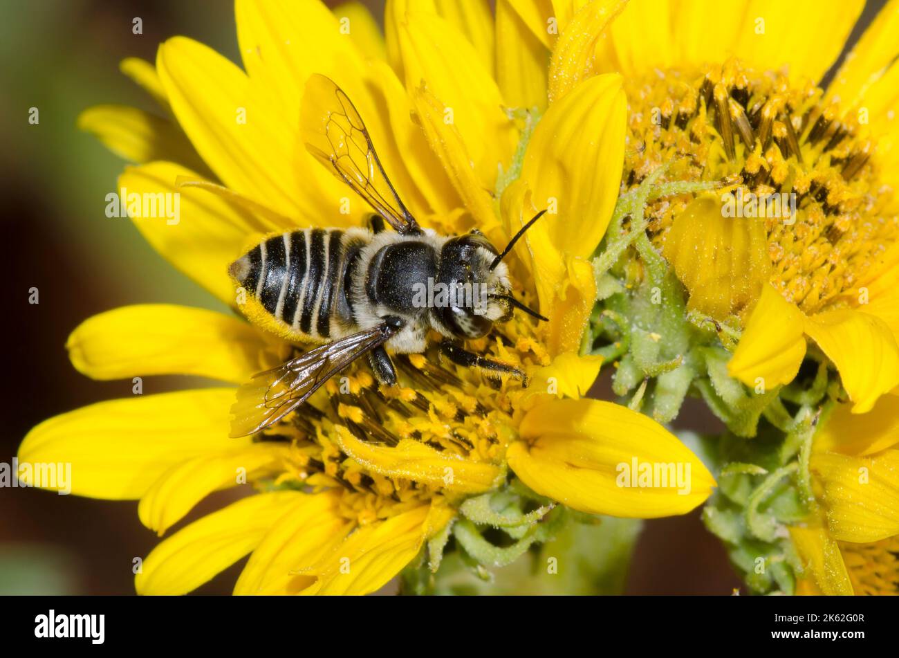 Leafcutter Bee, Megachile sp., foraging on Maximilian sunflower ...