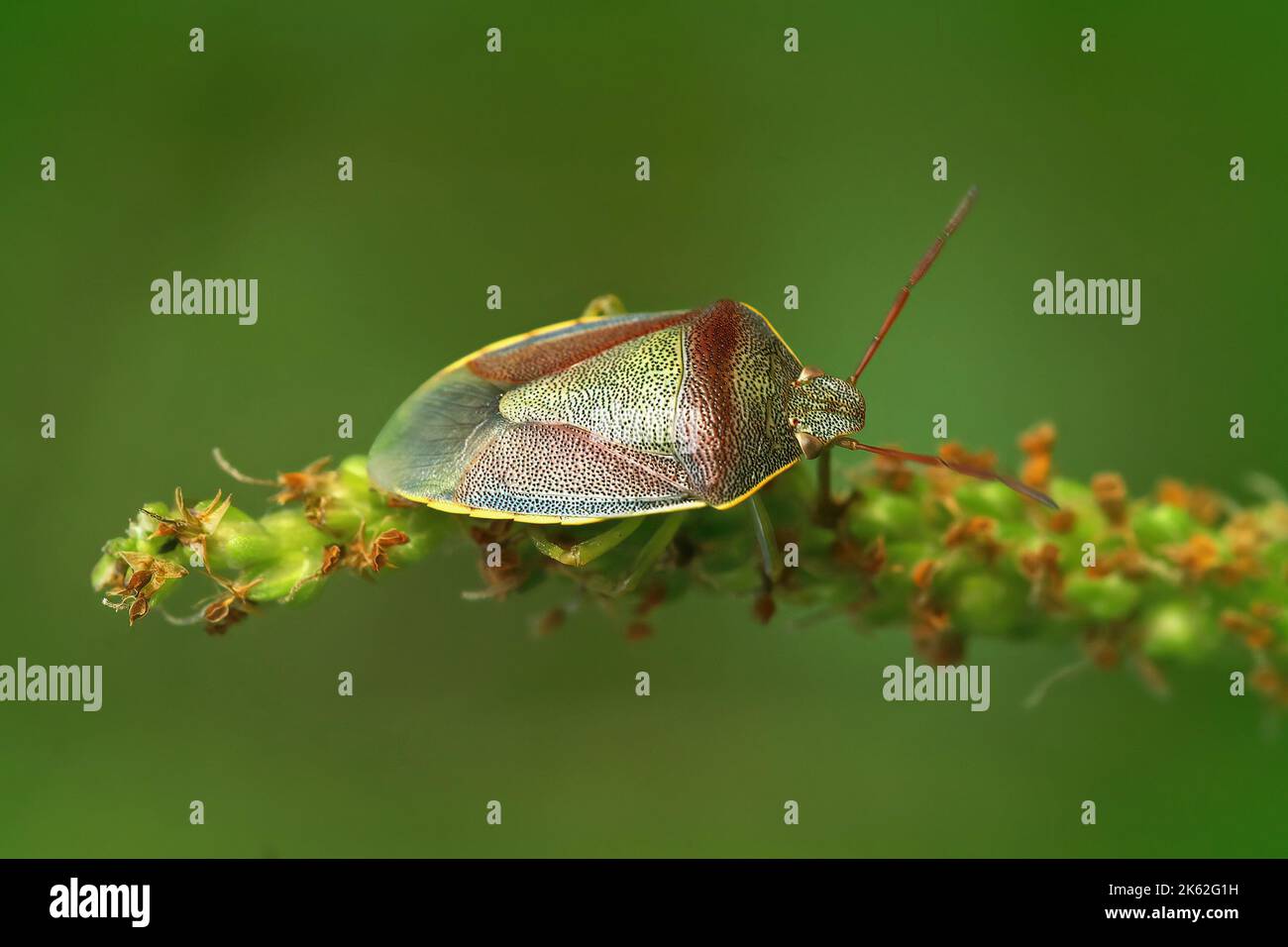 Detailed Colorful closeup on the Gorse shieldbug, Piezodorus lituratus ...