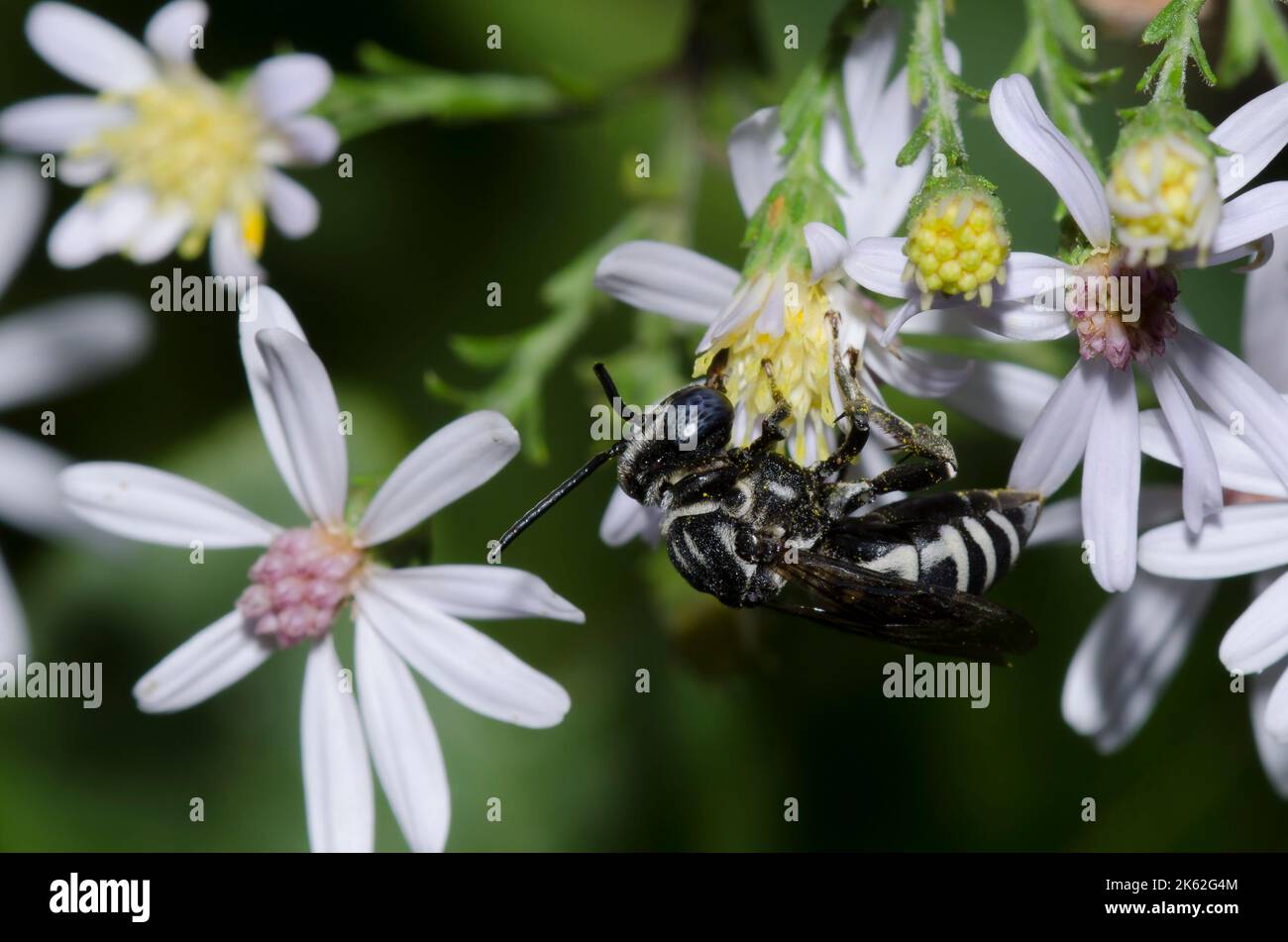 Symphyotrichum drummondii hi-res stock photography and images - Alamy