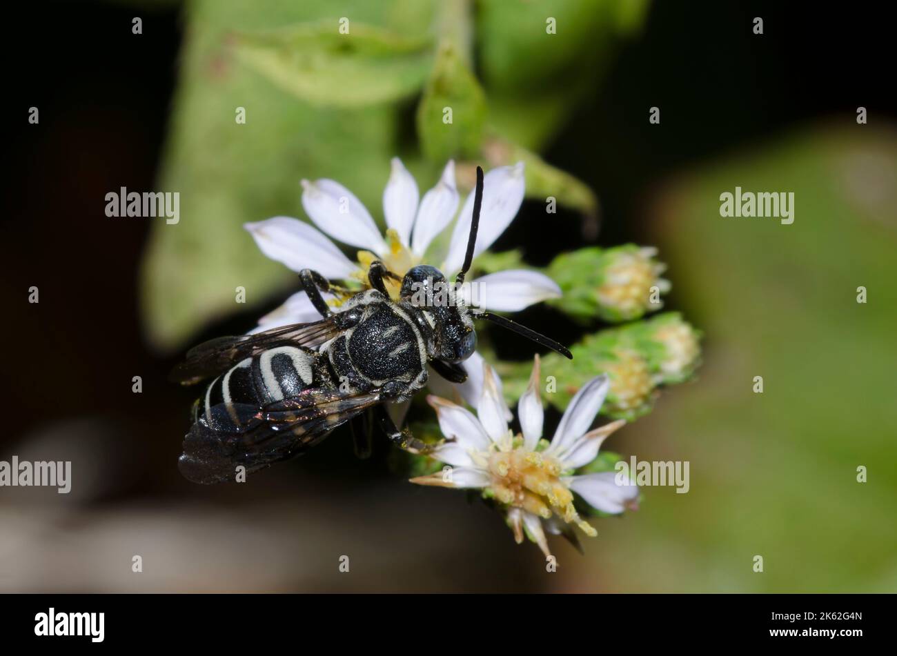 Cuckoo Bee, Tribe Epeolini, foraging on Drummond's Aster ...
