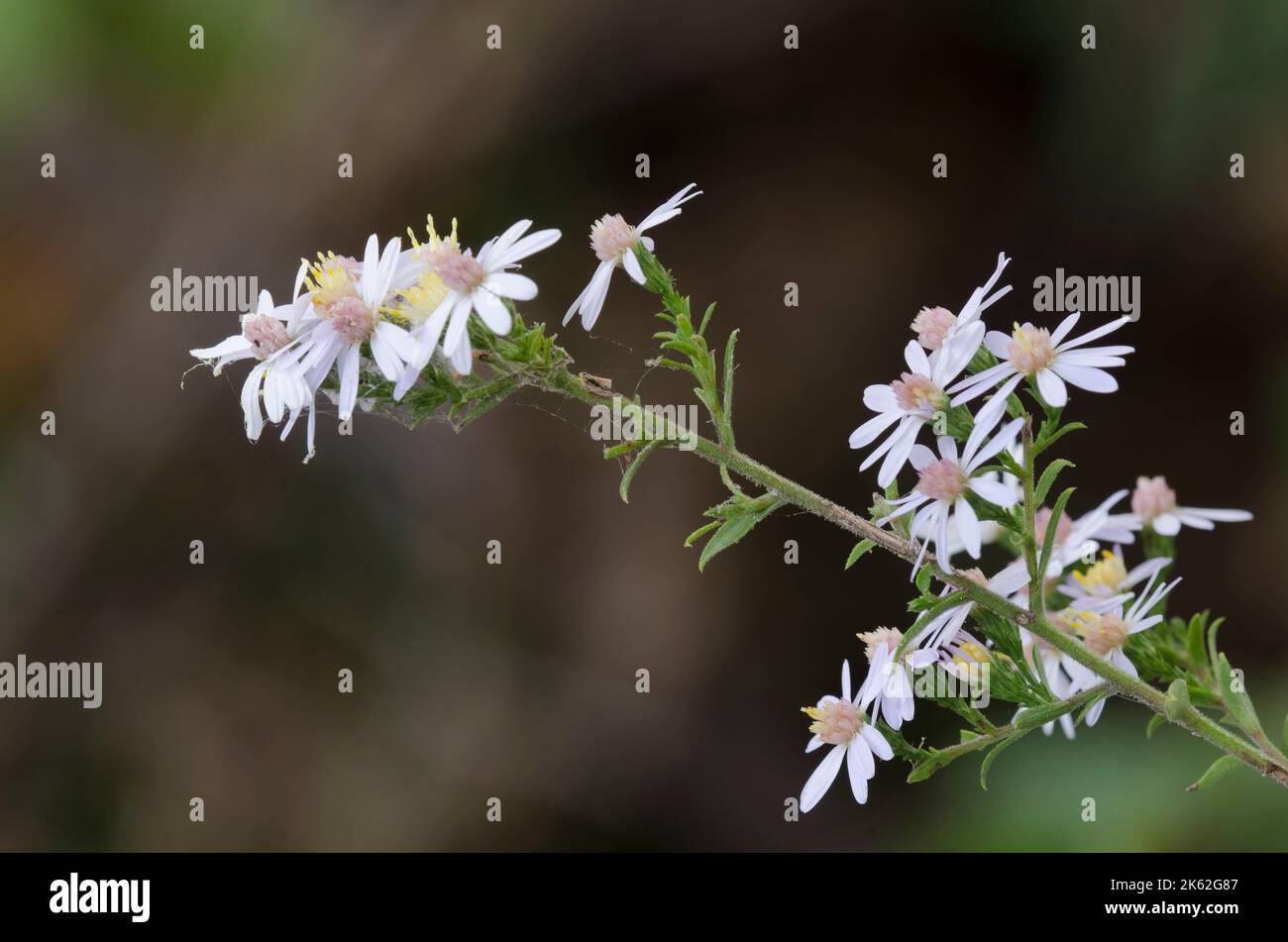 Drummond's Aster, Symphyotrichum drummondii Stock Photo - Alamy