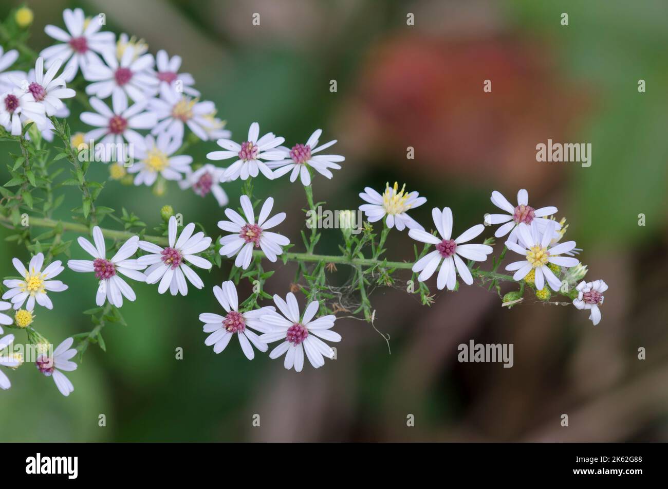 Drummond's Aster, Symphyotrichum drummondii Stock Photo - Alamy