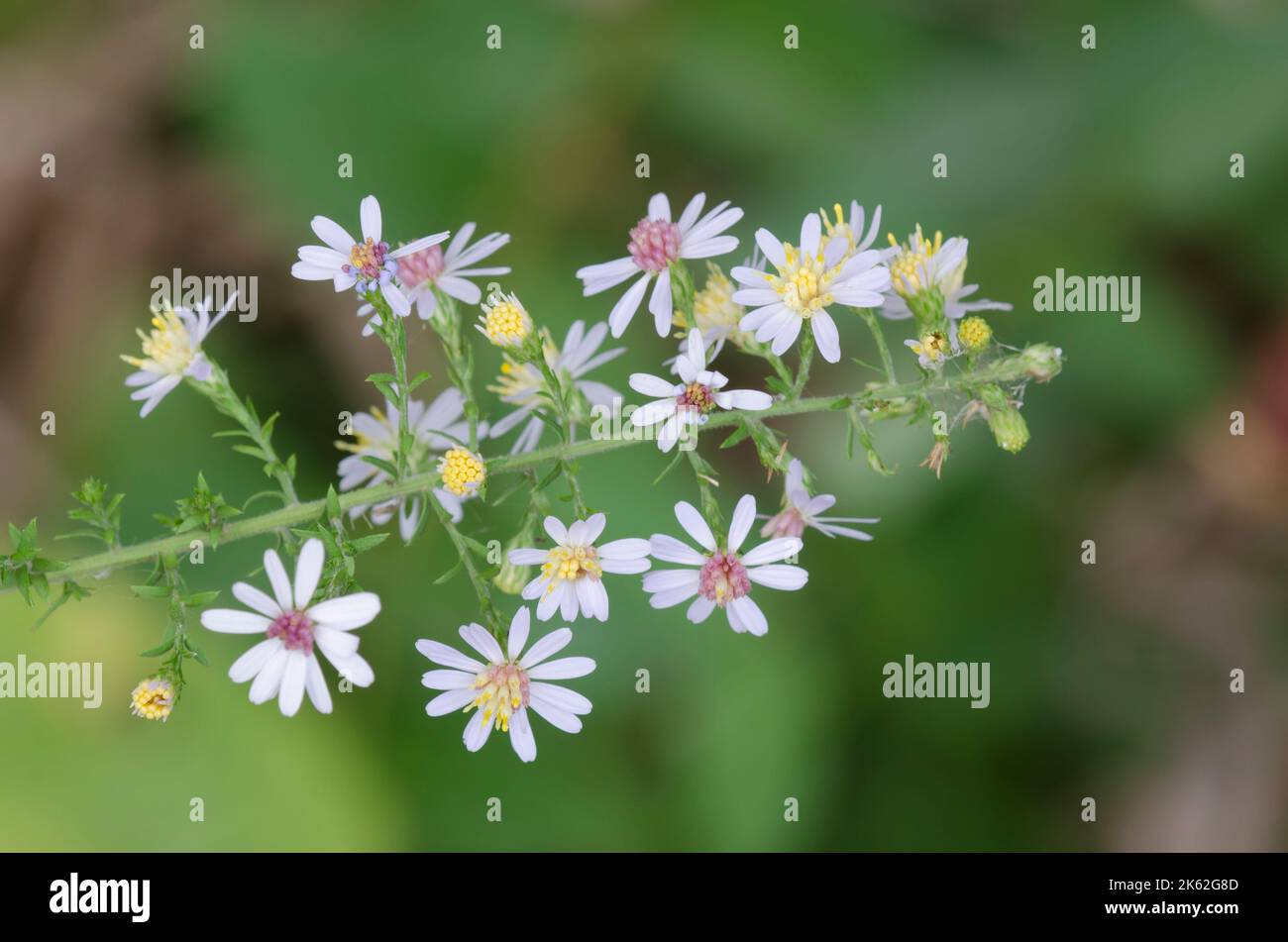 Drummond's Aster, Symphyotrichum drummondii Stock Photo - Alamy