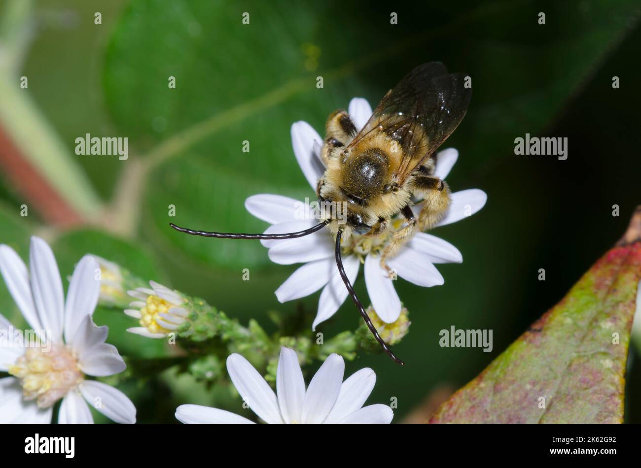 Long-horned Bee, Melissodes sp., male foraging on Drummond's Aster ...