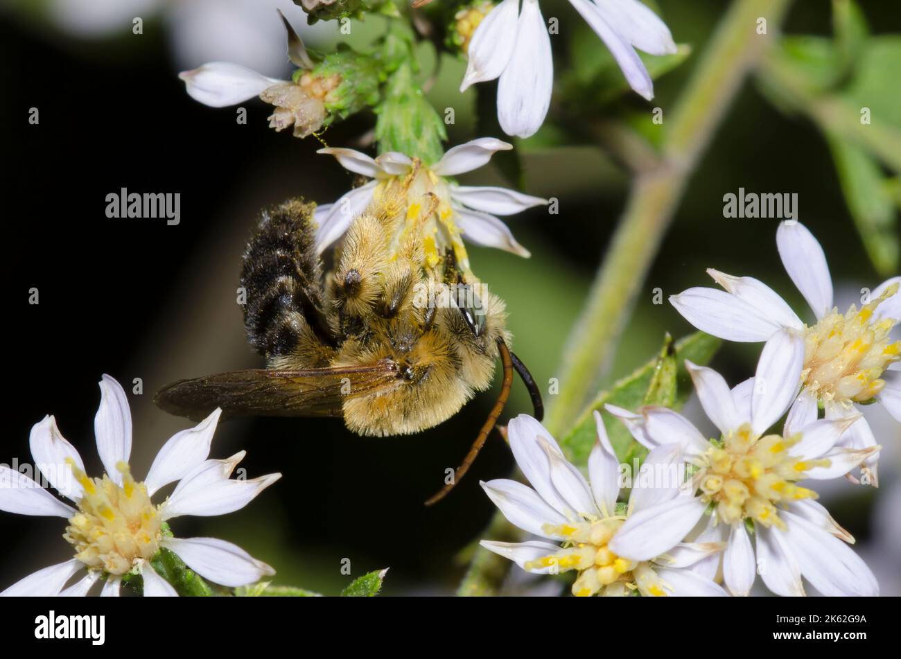 Long-horned Bee, Melissodes sp., male foraging on Drummond's Aster ...