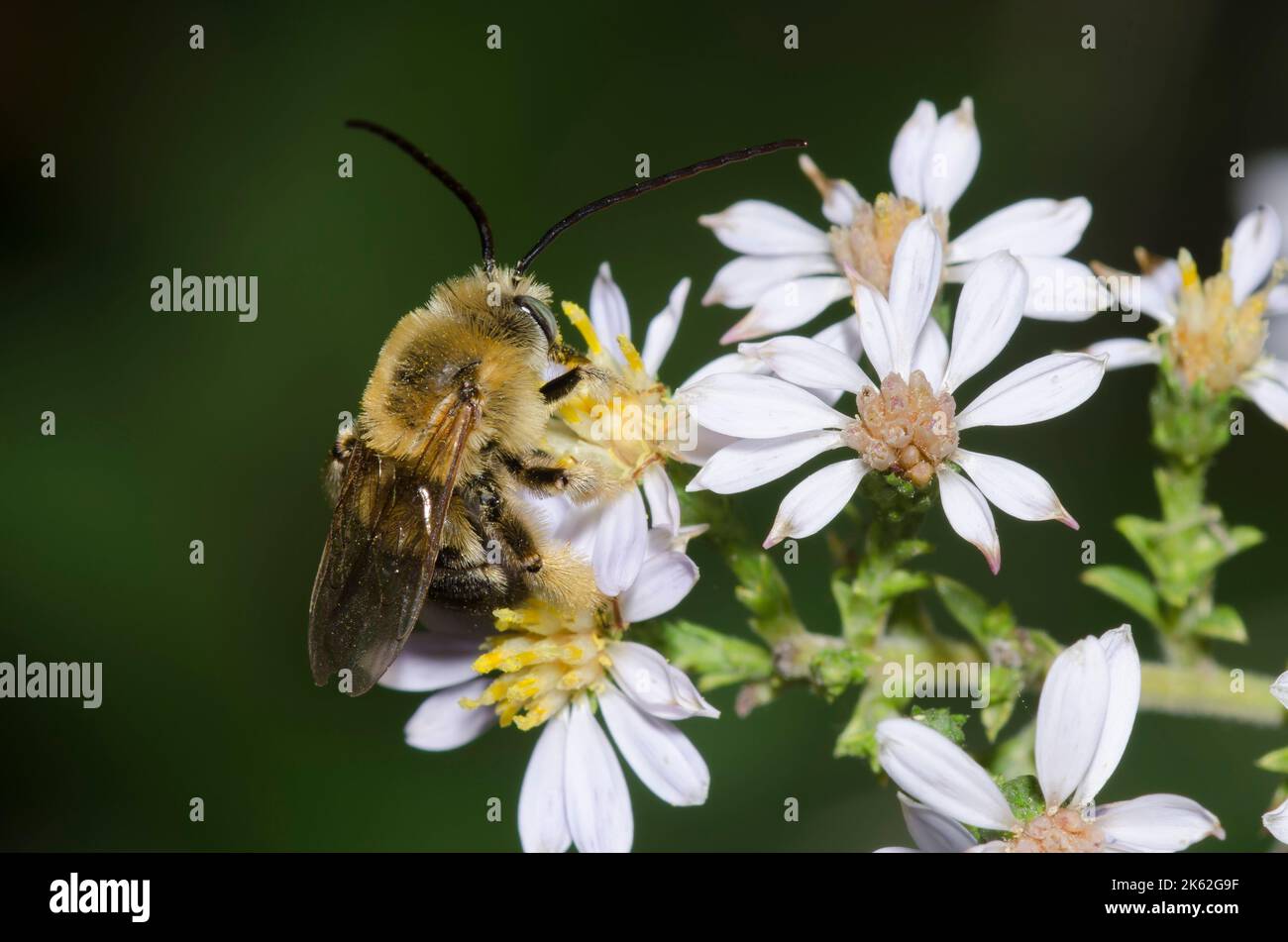 Long-horned Bee, Melissodes sp., male foraging on Drummond's Aster ...