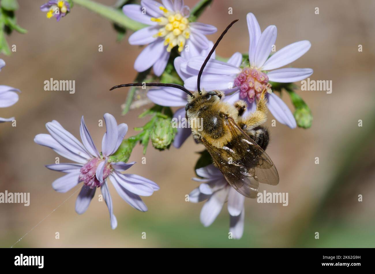 Long-horned Bee, Melissodes sp., male foraging on Drummond's Aster ...