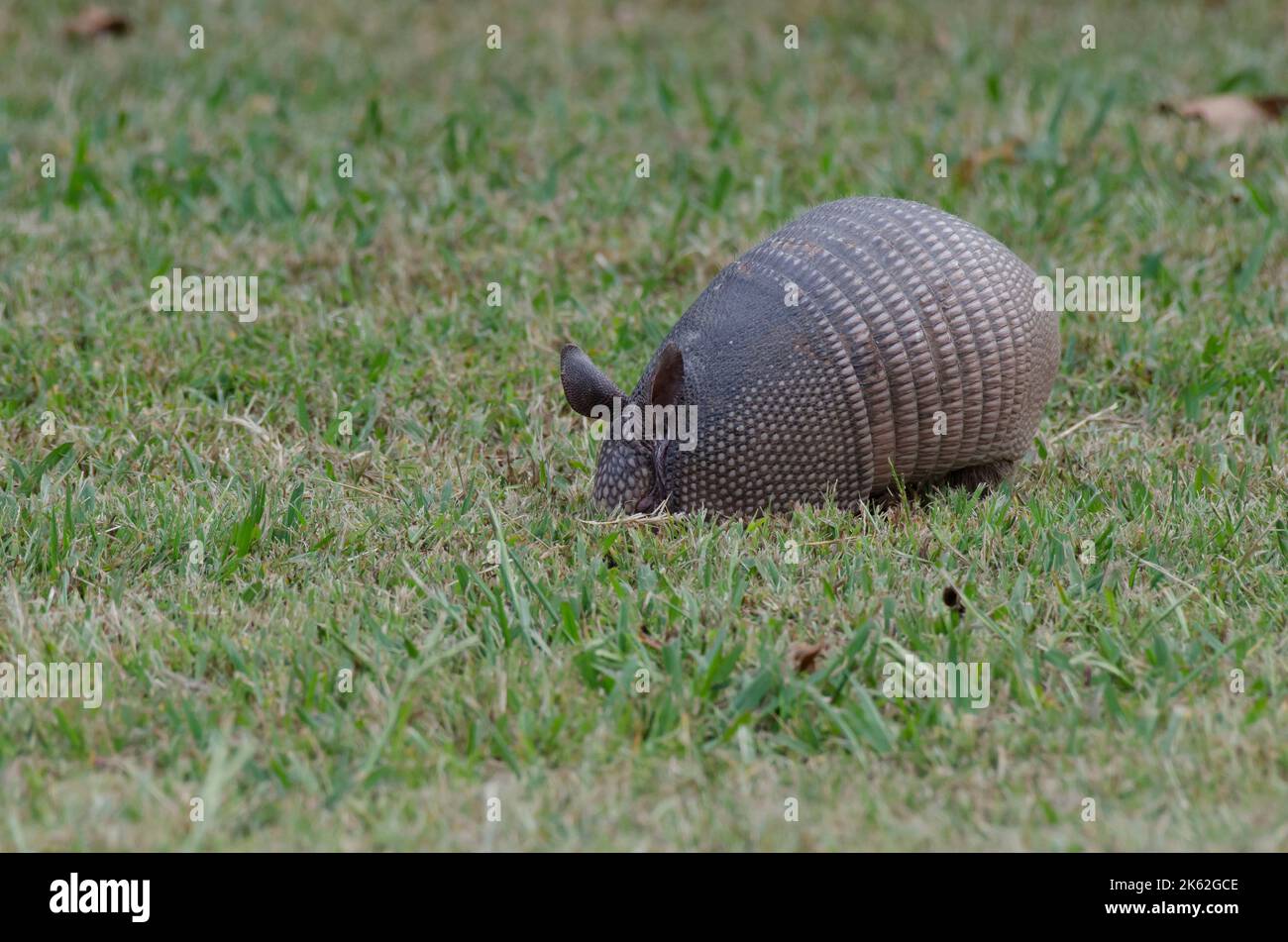 Nine-banded Armadillo, Dasypus novemcinctus, foraging Stock Photo - Alamy