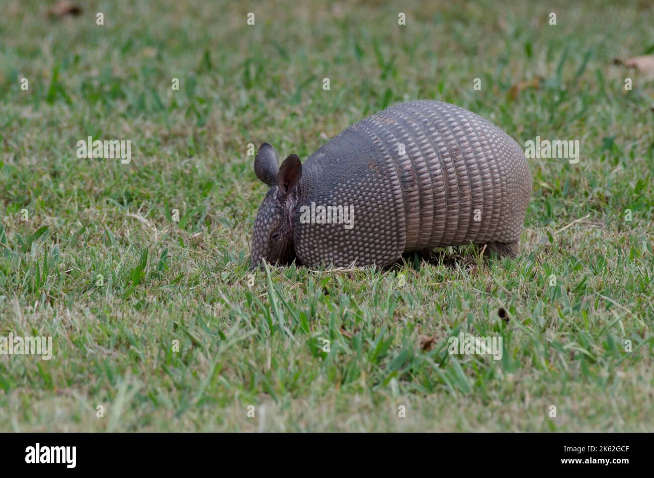Nine-banded Armadillo, Dasypus novemcinctus, foraging Stock Photo - Alamy