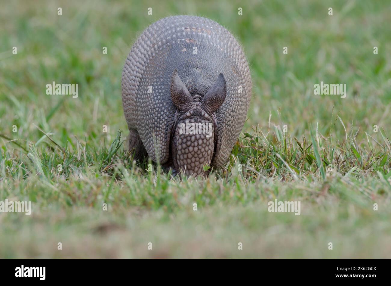 Nine-banded Armadillo, Dasypus novemcinctus, foraging Stock Photo - Alamy