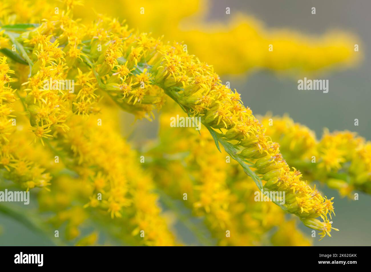 Goldenrod bloom hi-res stock photography and images - Alamy
