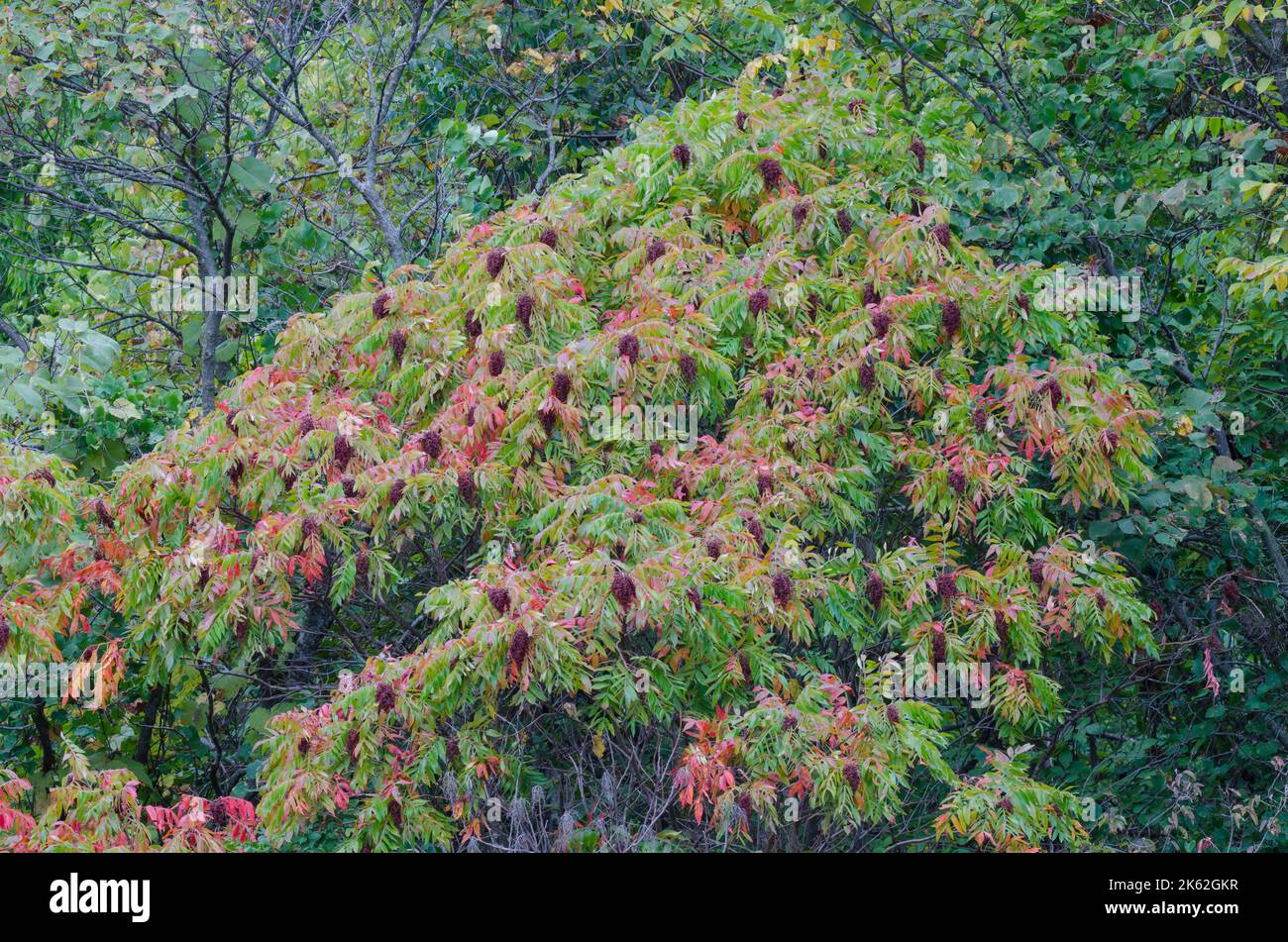 Winged sumac hi-res stock photography and images - Alamy