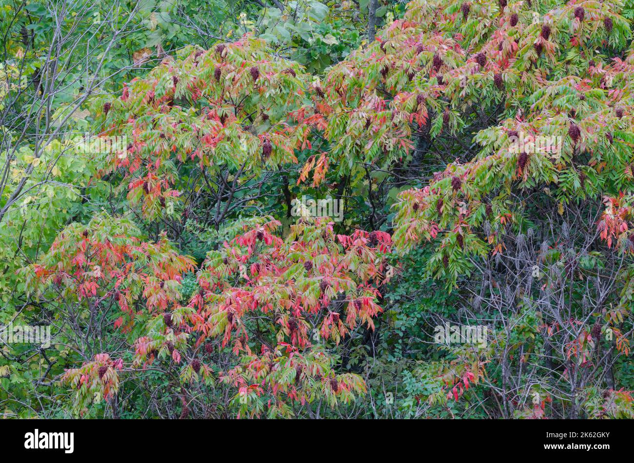 Winged Sumac, Rhus copallinum, in Fall with fruit Stock Photo - Alamy