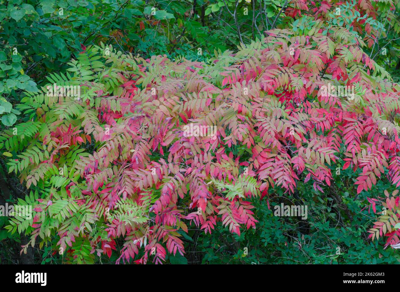 Smooth Sumac, Rhus glabra, in Fall Stock Photo - Alamy