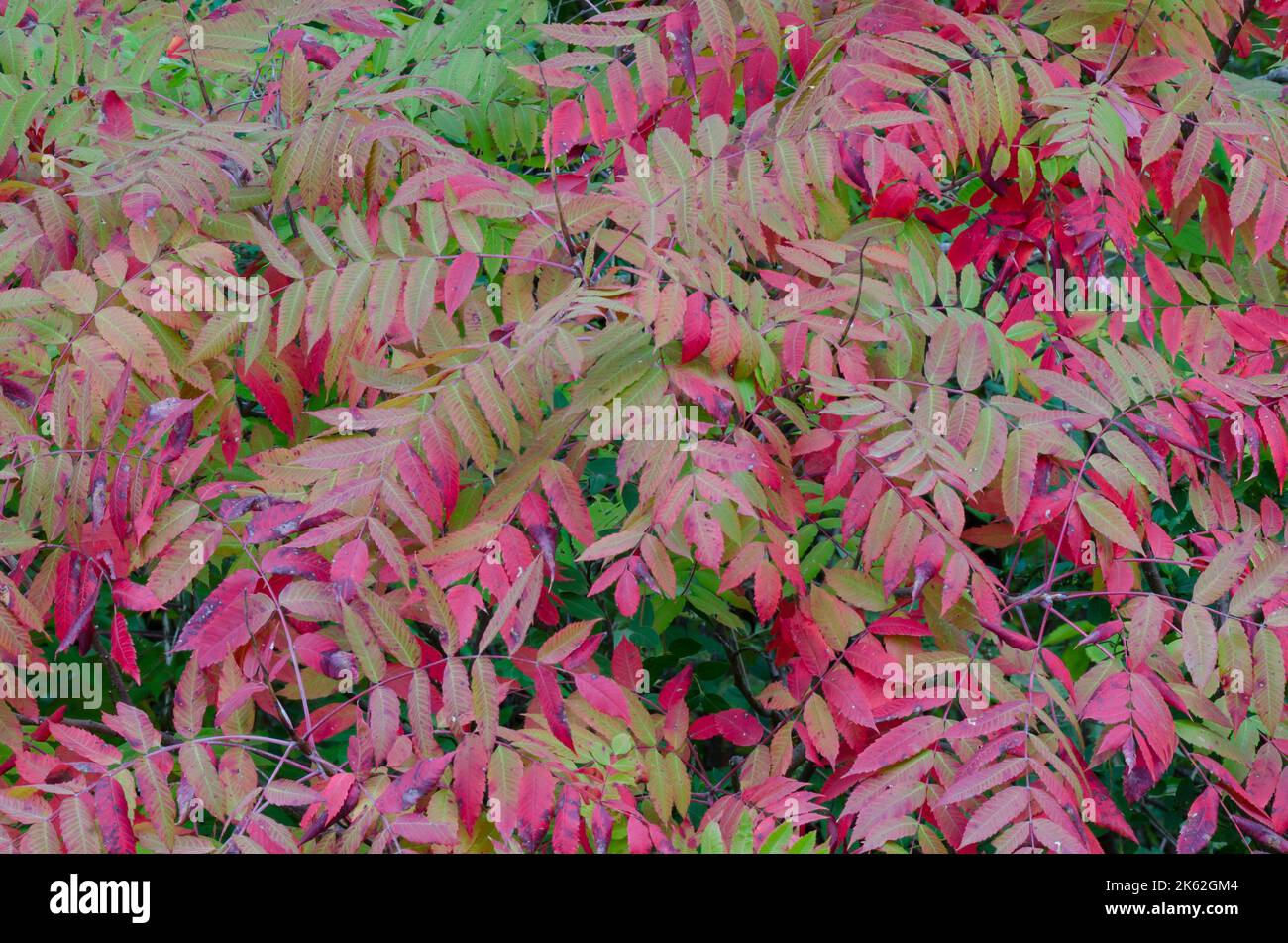 Smooth Sumac, Rhus glabra, in Fall Stock Photo - Alamy