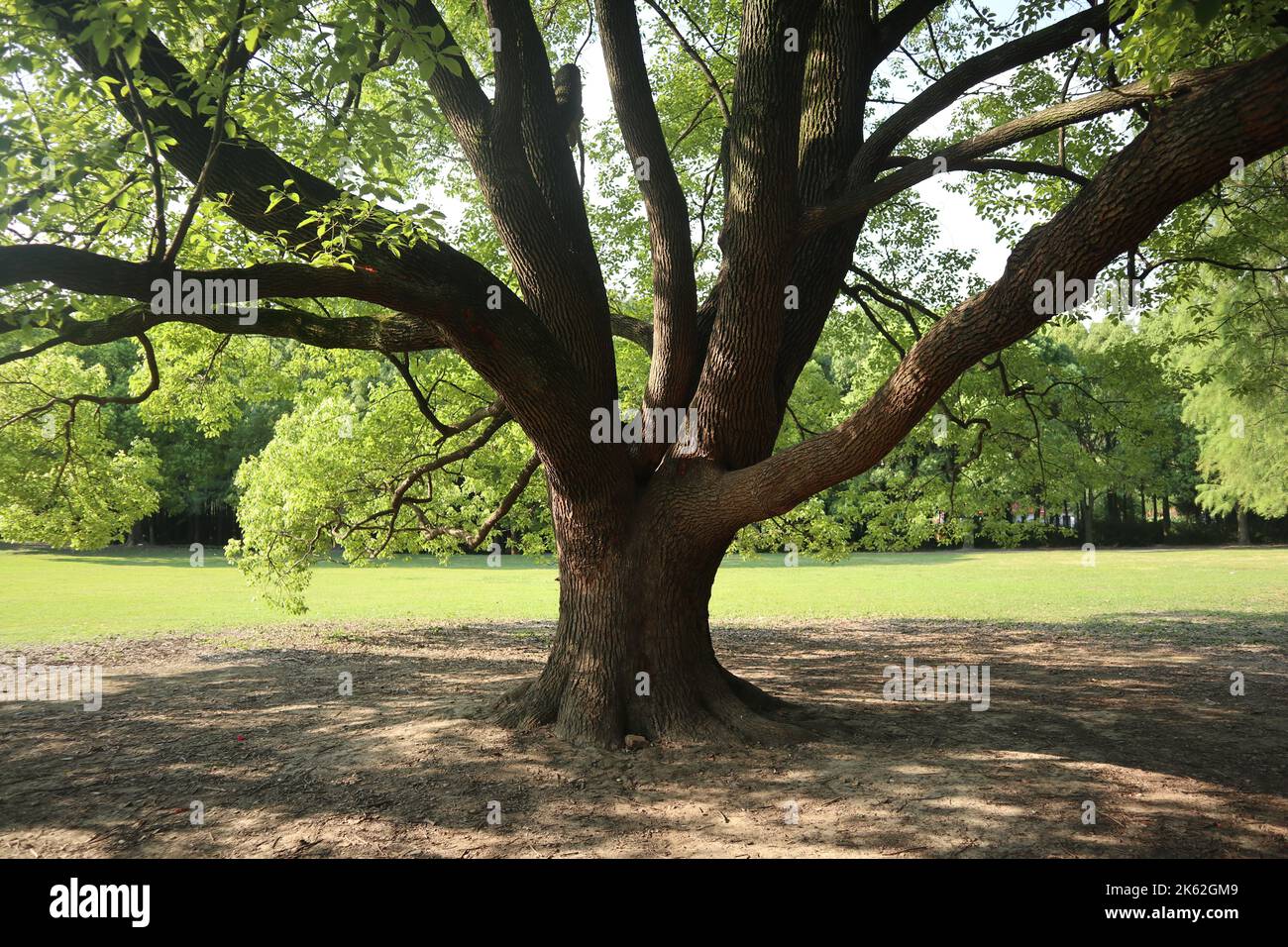 A scenic view of an oak tree in a park Stock Photo - Alamy