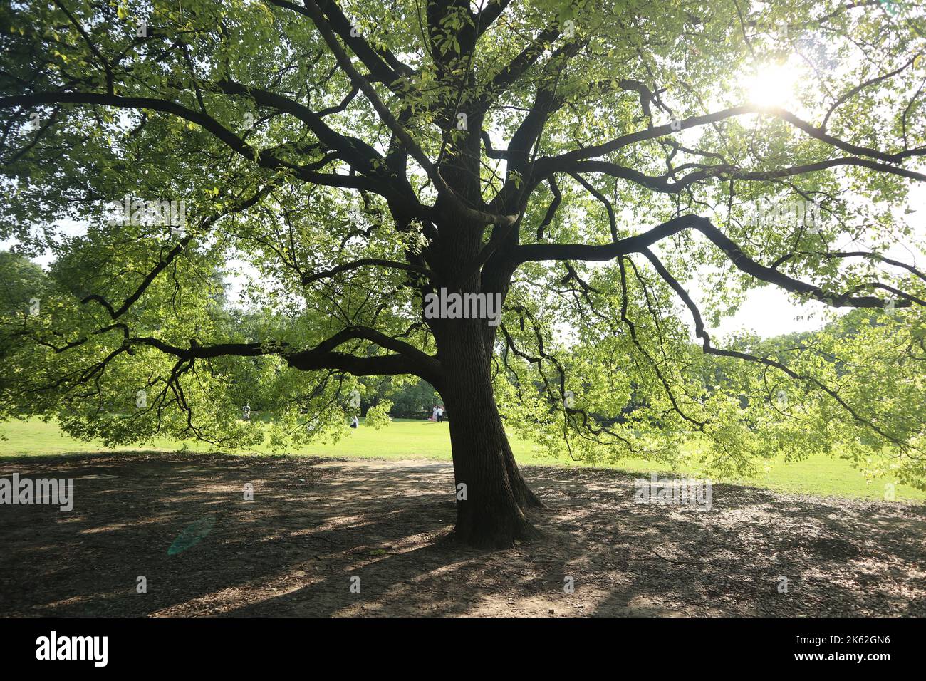 A scenic view of an oak tree in a park and sunshine peeking through ...