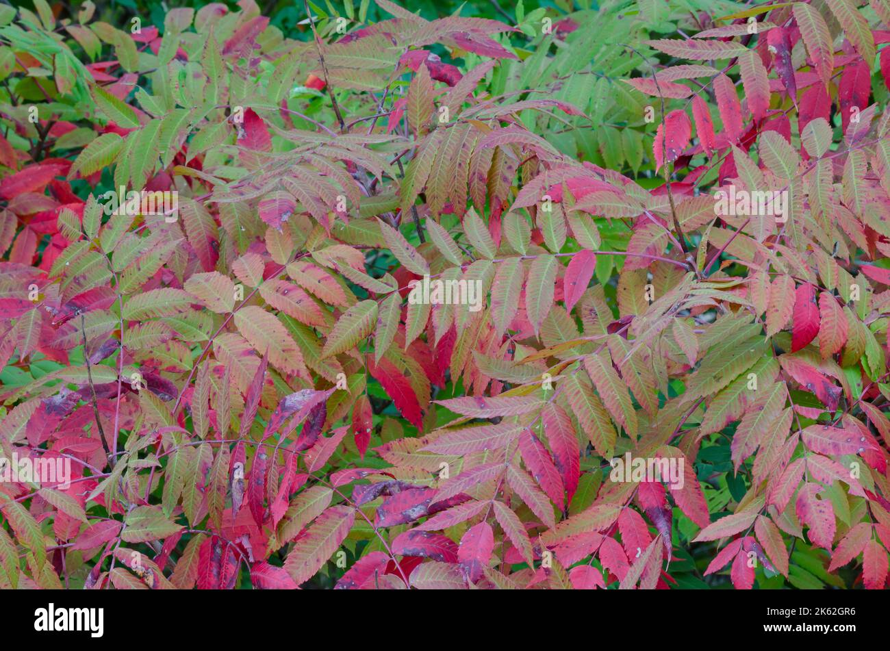 Smooth Sumac, Rhus glabra, in Fall Stock Photo - Alamy
