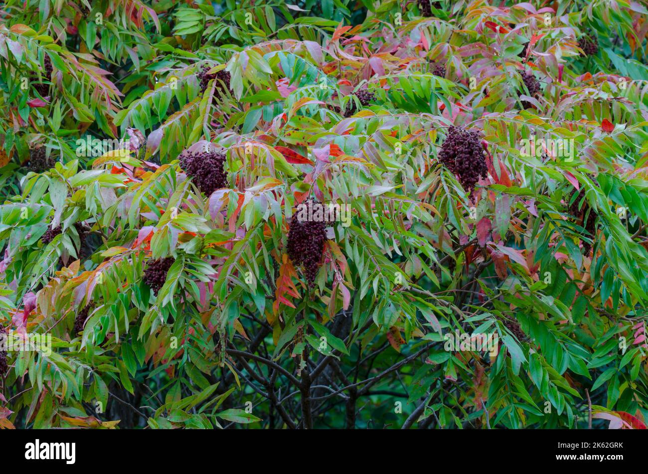 Winged Sumac, Rhus copallinum, in Fall with fruit Stock Photo - Alamy