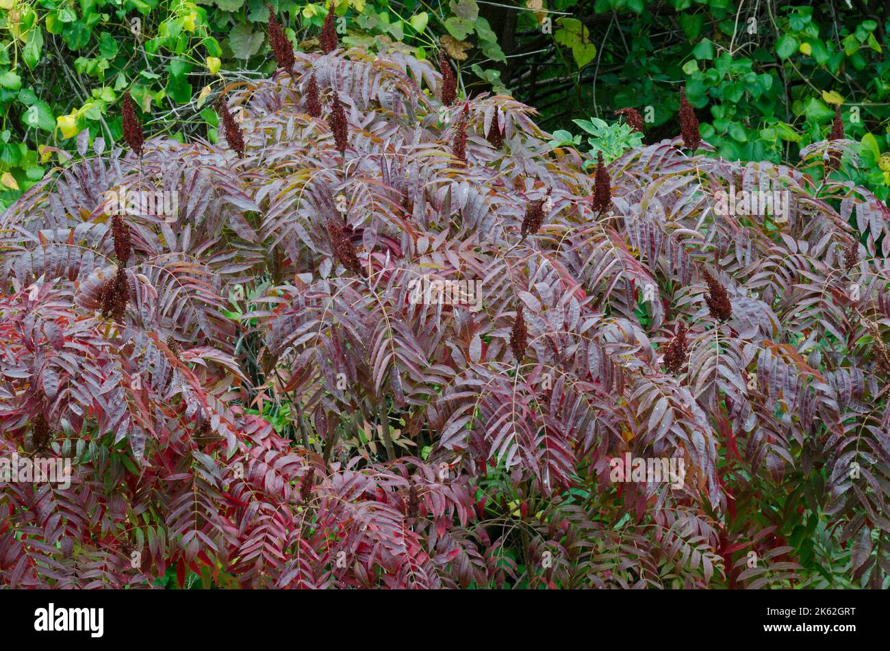 Smooth Sumac, Rhus glabra, in Fall with fruit Stock Photo - Alamy