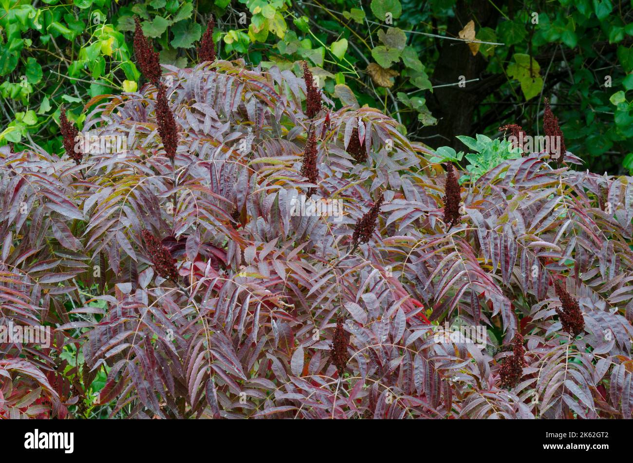 Smooth Sumac, Rhus glabra, in Fall with fruit Stock Photo - Alamy