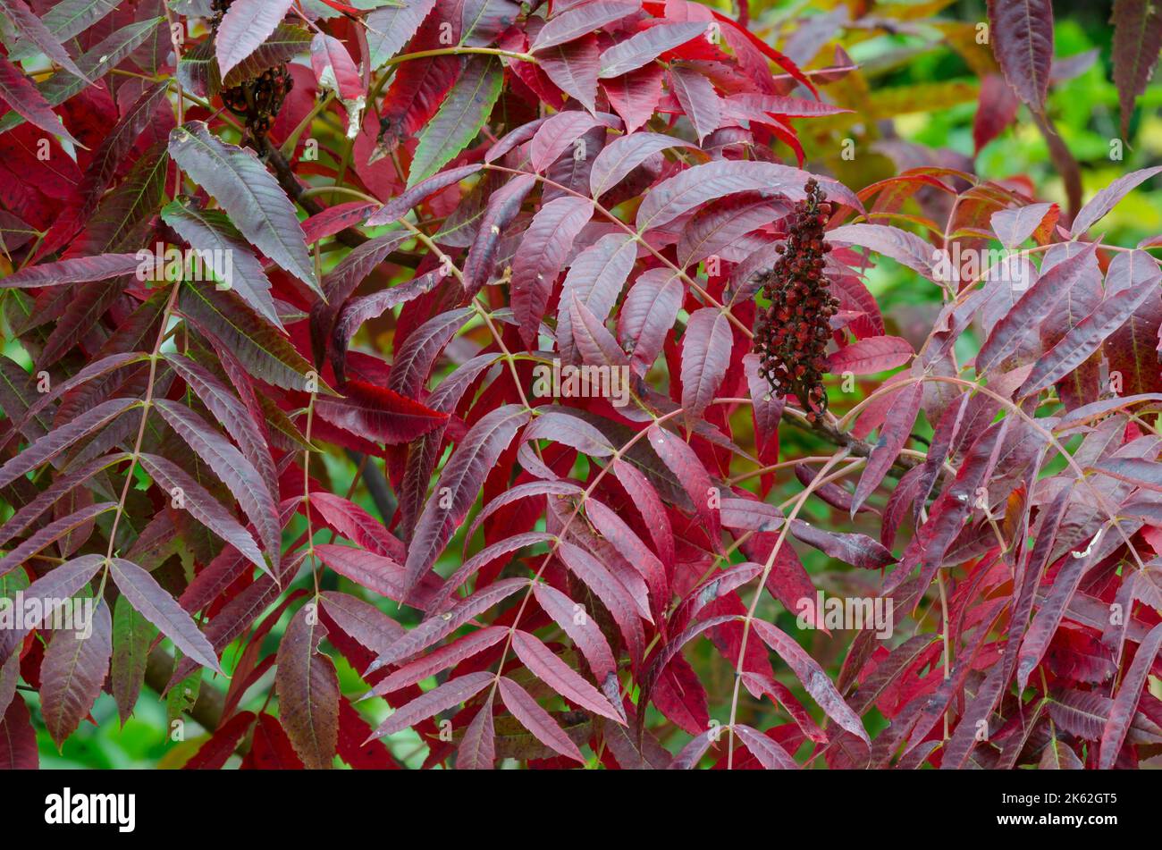 Smooth Sumac, Rhus glabra, in Fall with fruit Stock Photo - Alamy