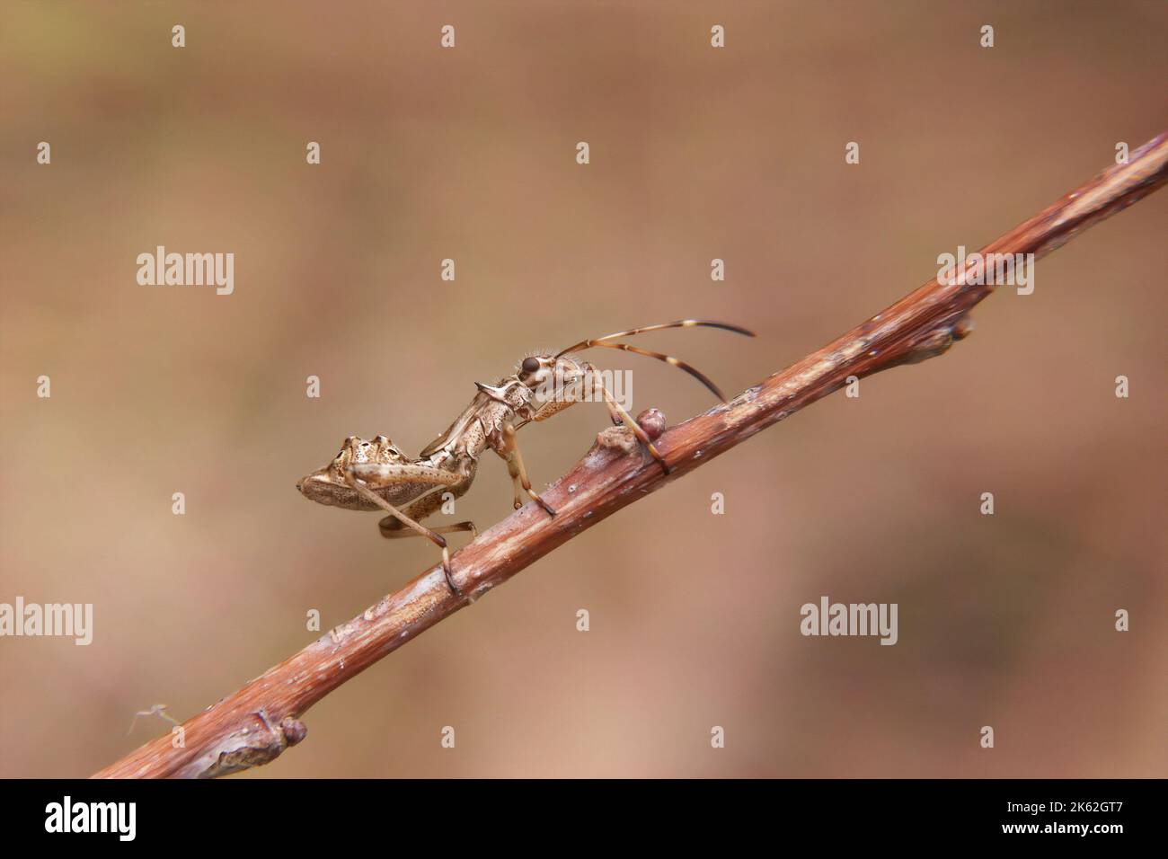 Closeup on a brown ant-like Mediterranean instar nymph of Camptopus ...