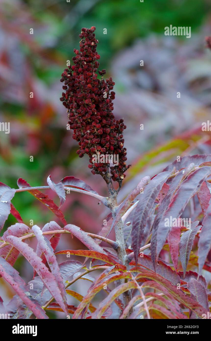 Smooth Sumac, Rhus glabra, in Fall with fruit Stock Photo - Alamy