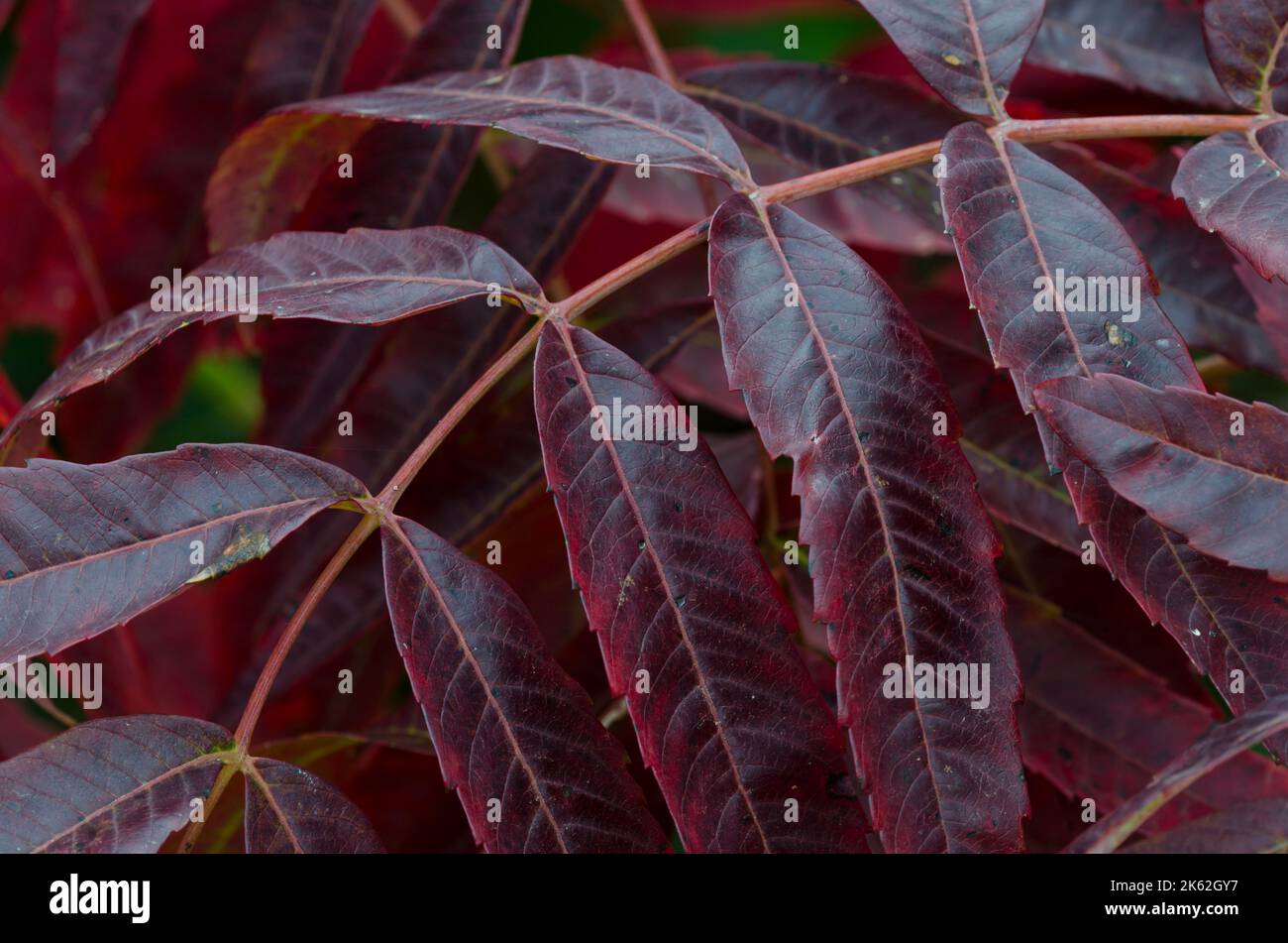 Smooth Sumac, Rhus glabra, in Fall Stock Photo - Alamy