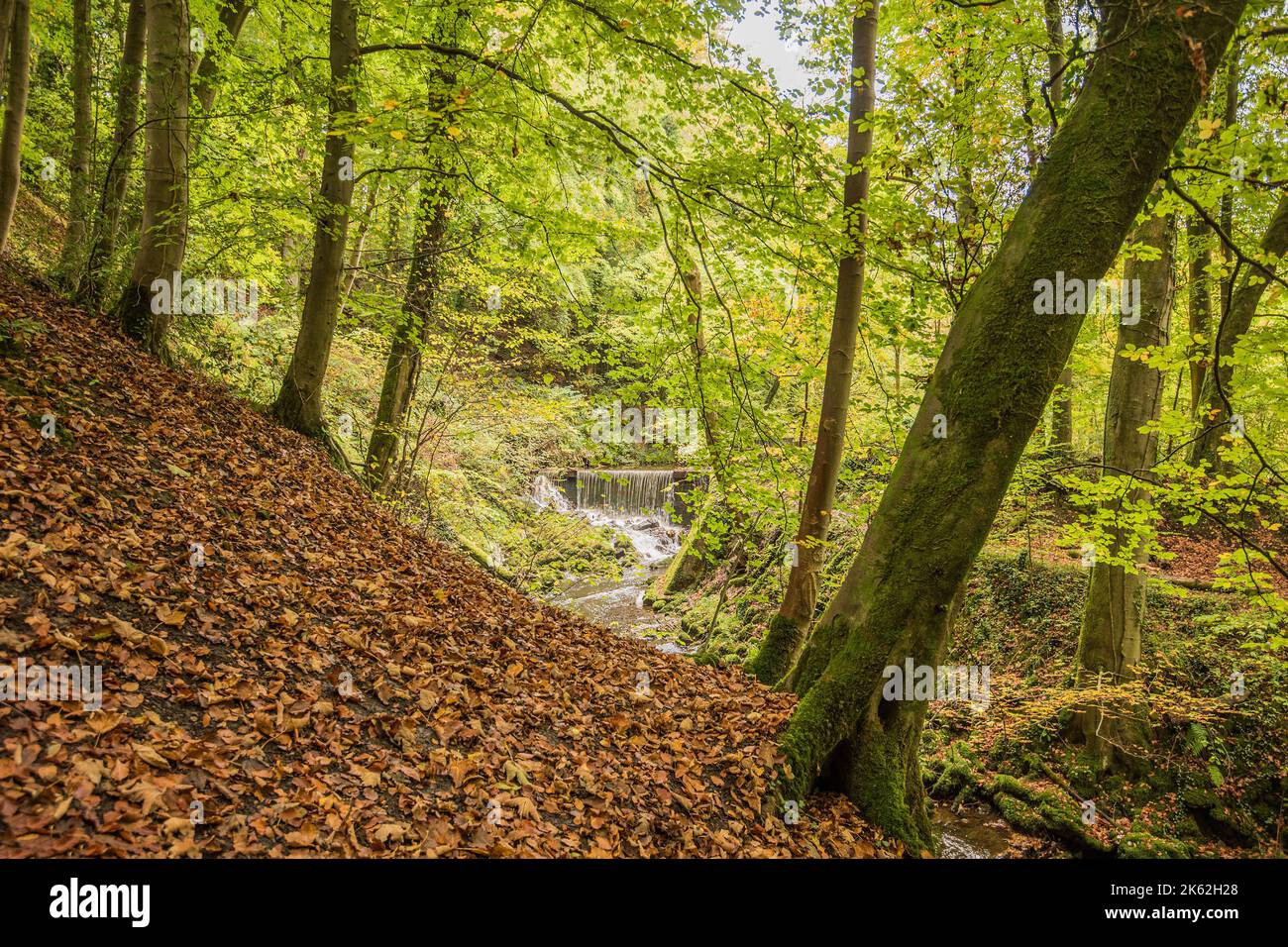 Eller beck weir immersed ineEarly autumn colour in Skipton Woods (rear ...
