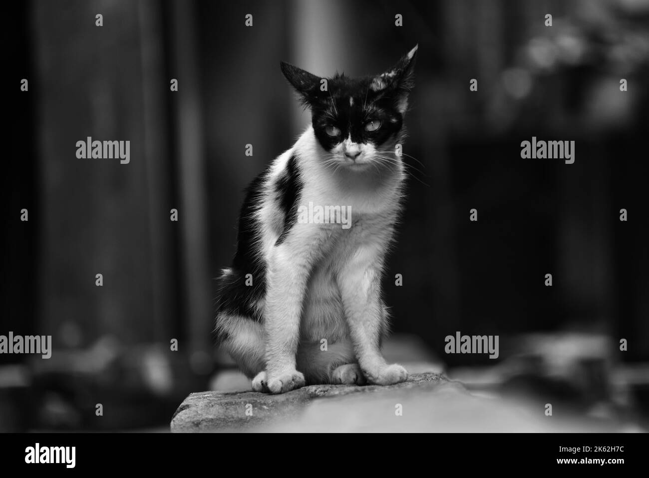 Poor cat Black and White Stock Photos & Images - Alamy