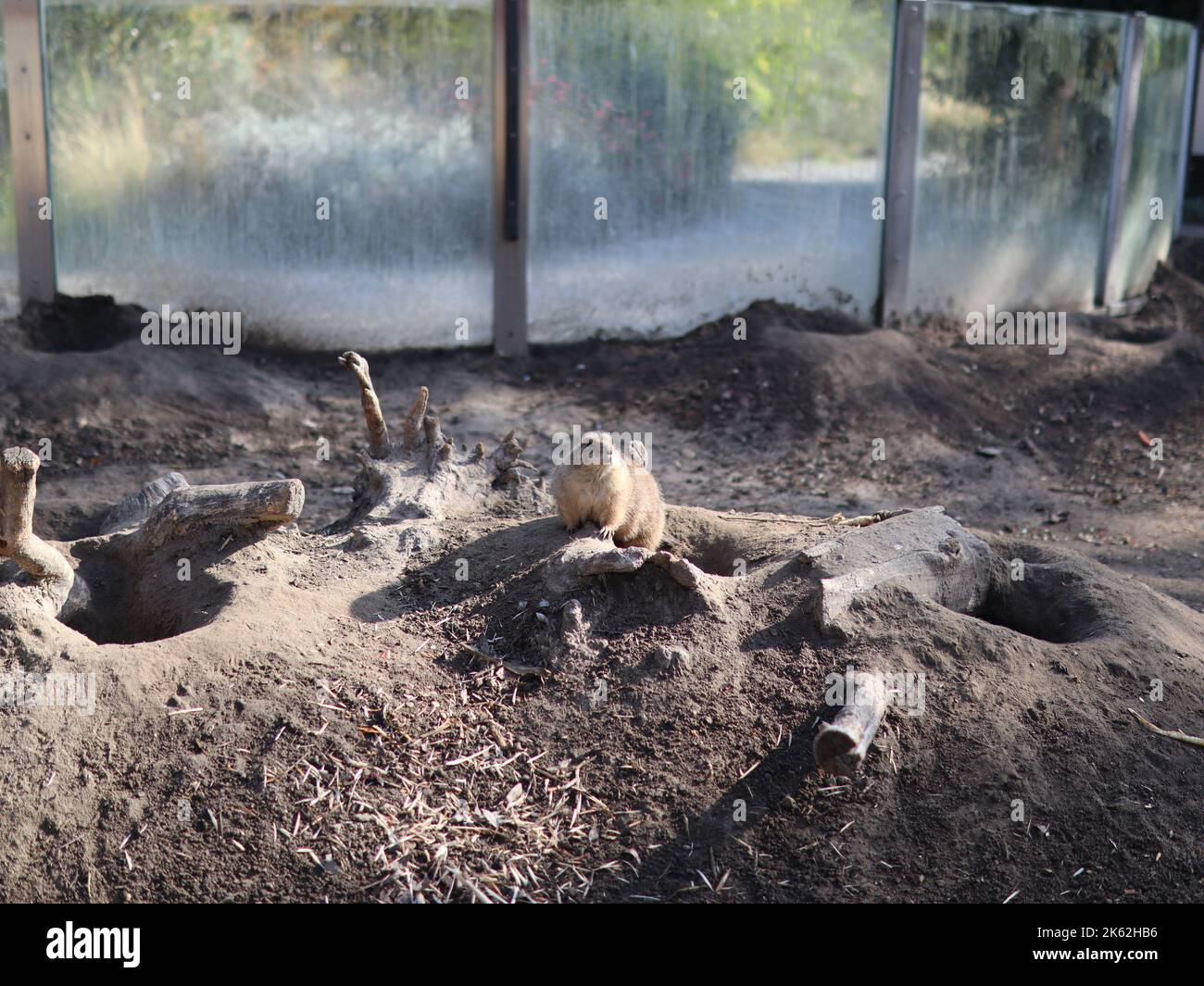 chipmunk or rodent in the zoo with glass cage around Stock Photo - Alamy